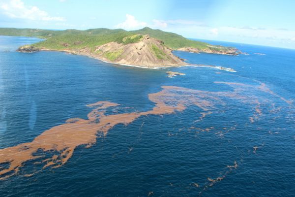 Sargassosee auf den Antillen: Neuer Plan soll die Sammlung im Meer ...